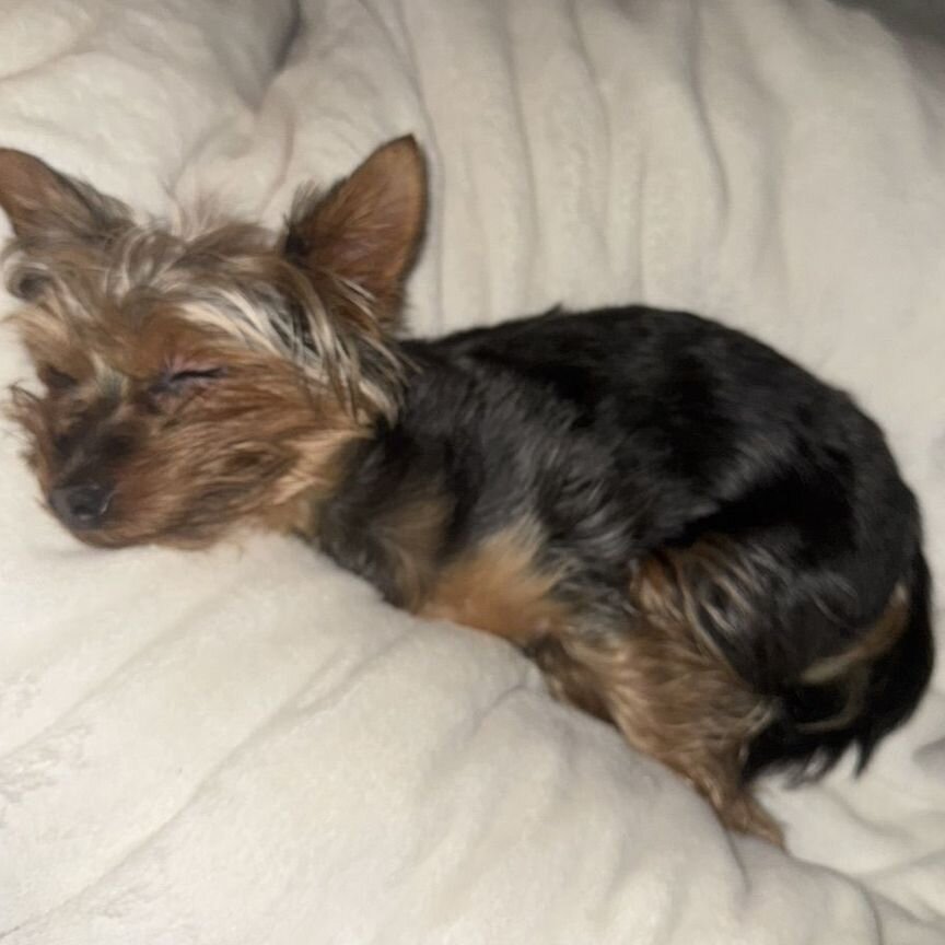 Йоркширский терьер, взрослый пёс