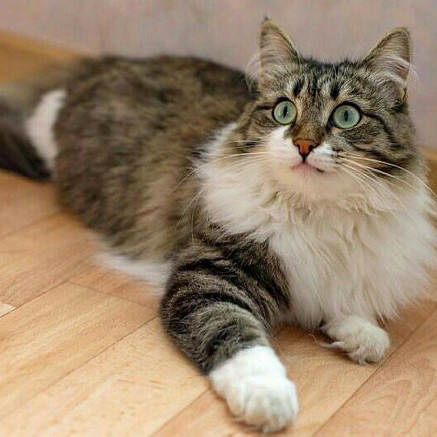 Кошечка