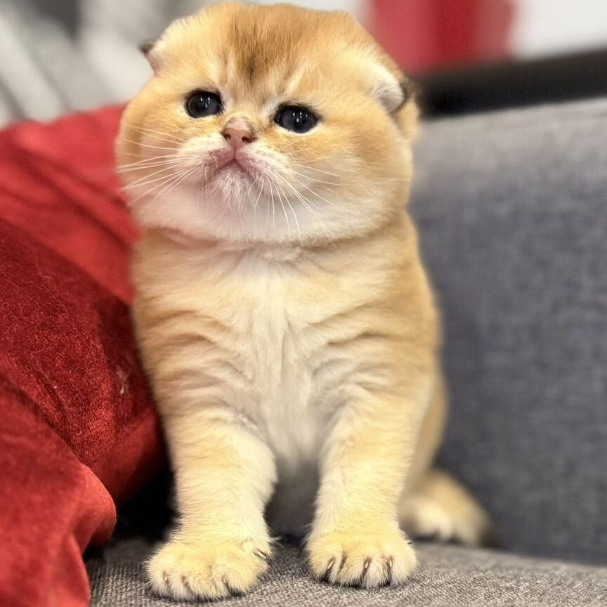 Шотландский вислоухий короткошёрстный котёнок
