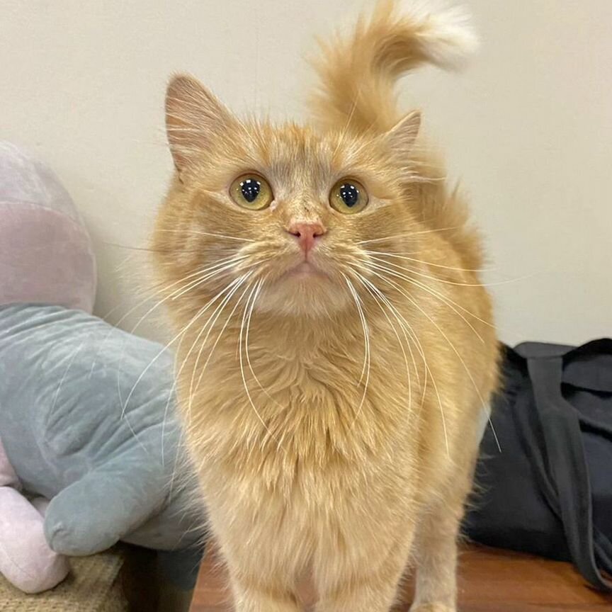 Никто не любит