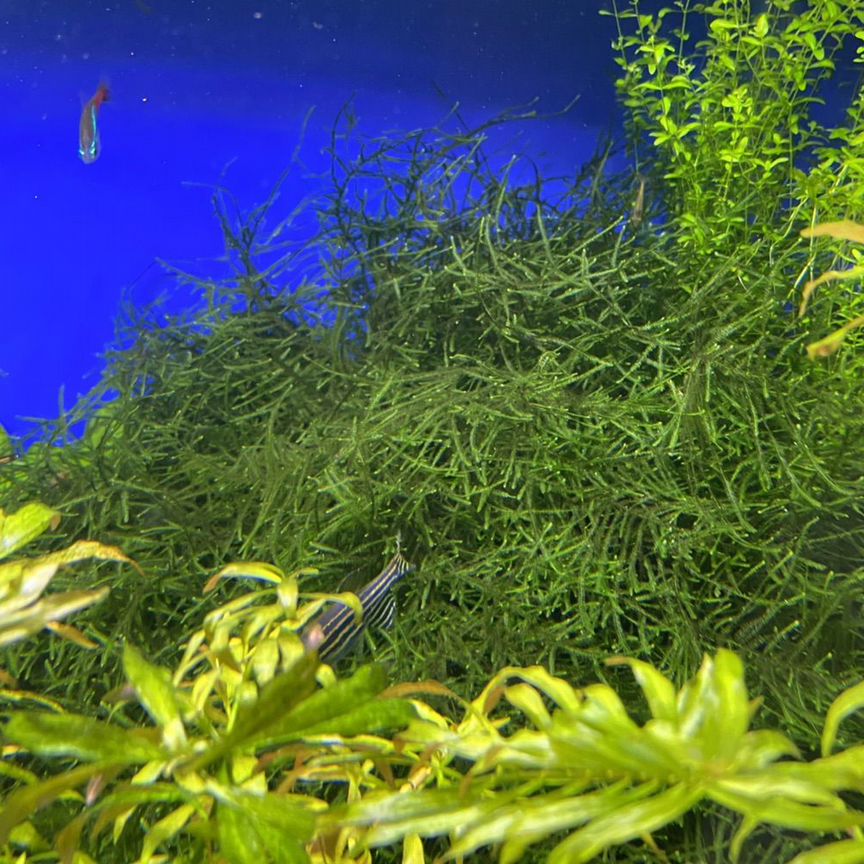 Мох разного вида и аквариумные креветки