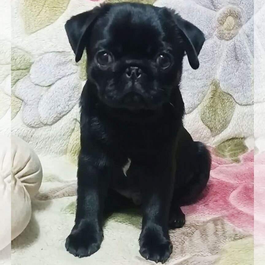 Мопс, щенок