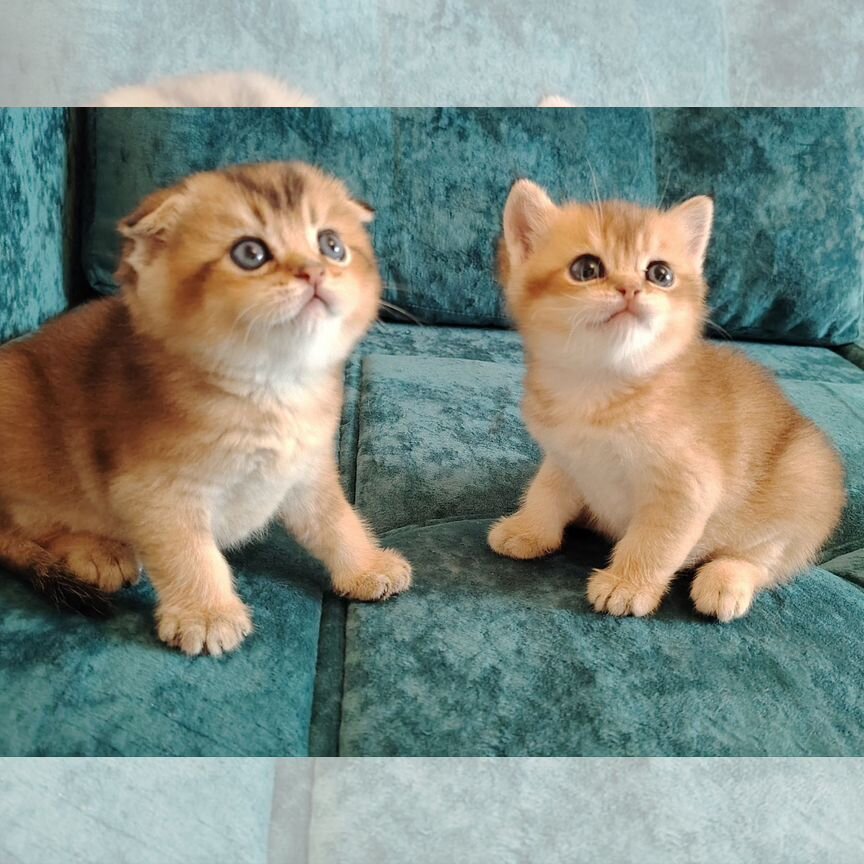 Шотландский вислоухий короткошёрстный котёнок