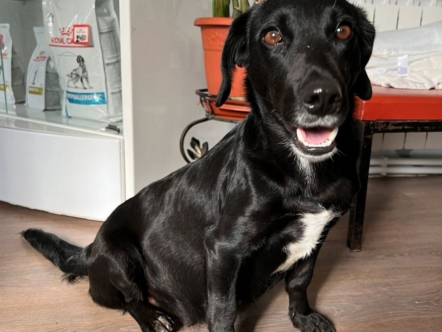 Собака. Собачка Жужа. Красивая собака