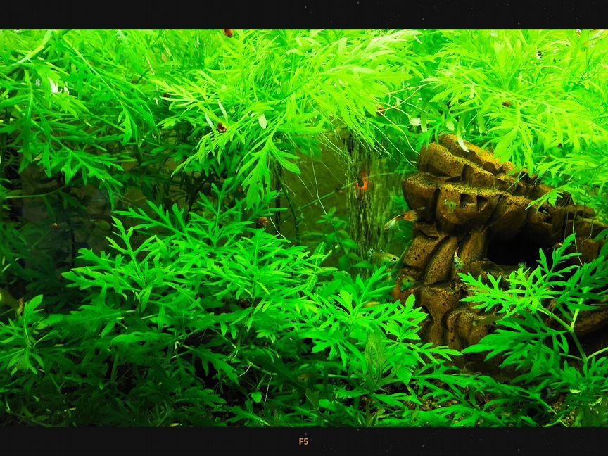 Аквариумные растения