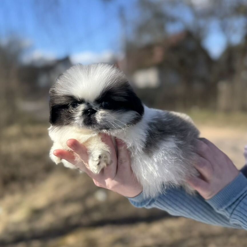 Очаровашка