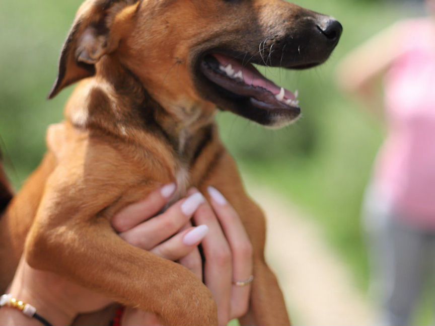 Щенок в добрые руки