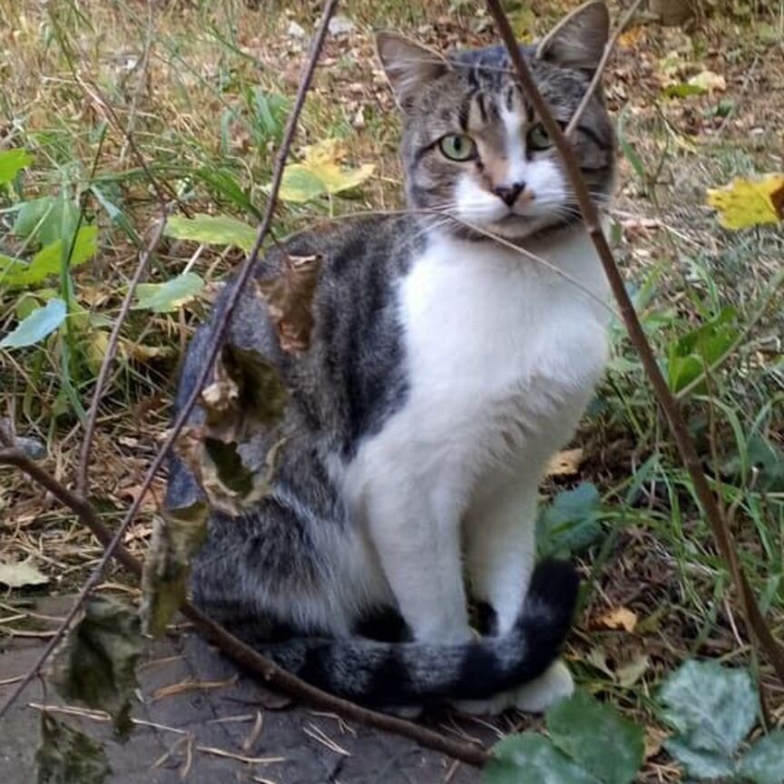 Одинокий молодой кот доброму сердцу