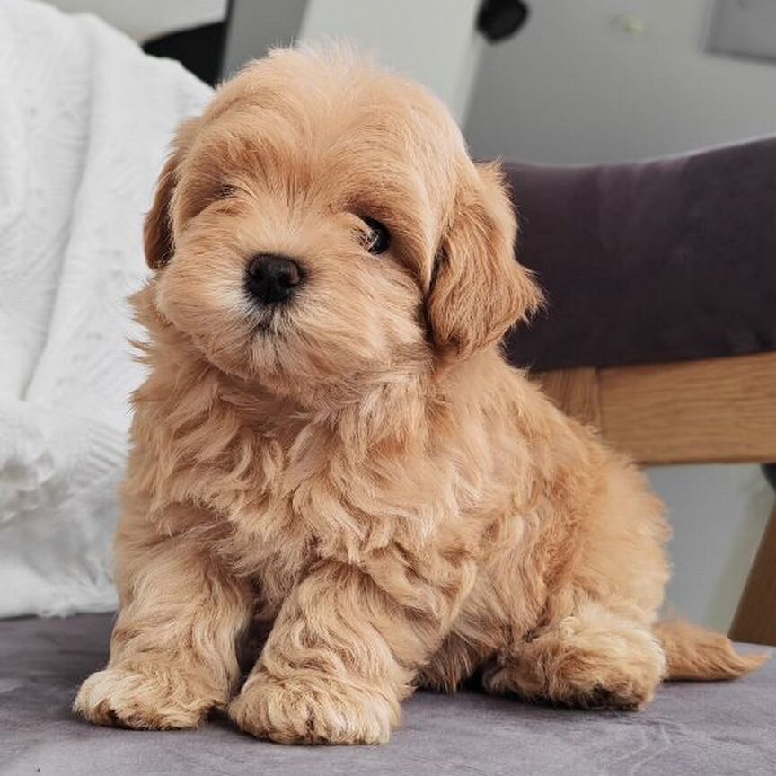 Мальтипу, щенок