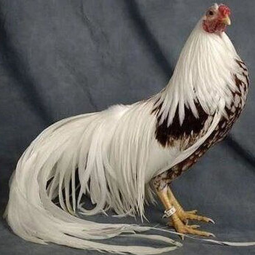 Куры Йокогама семья