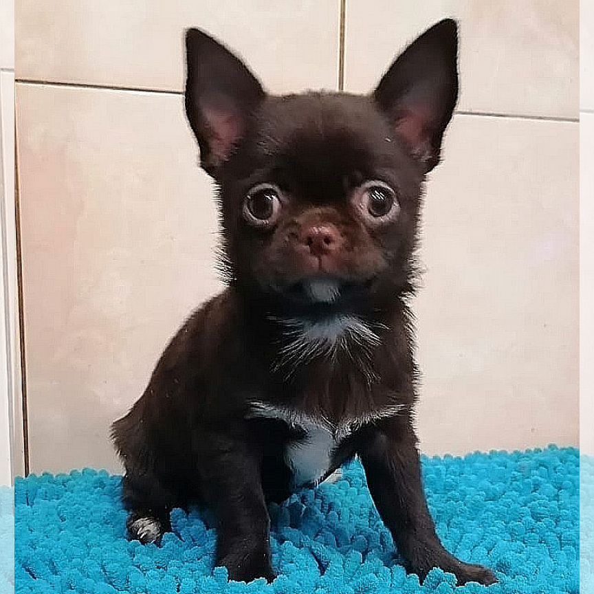 Шоколадочка