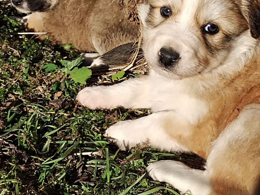 Щенки бесплатно