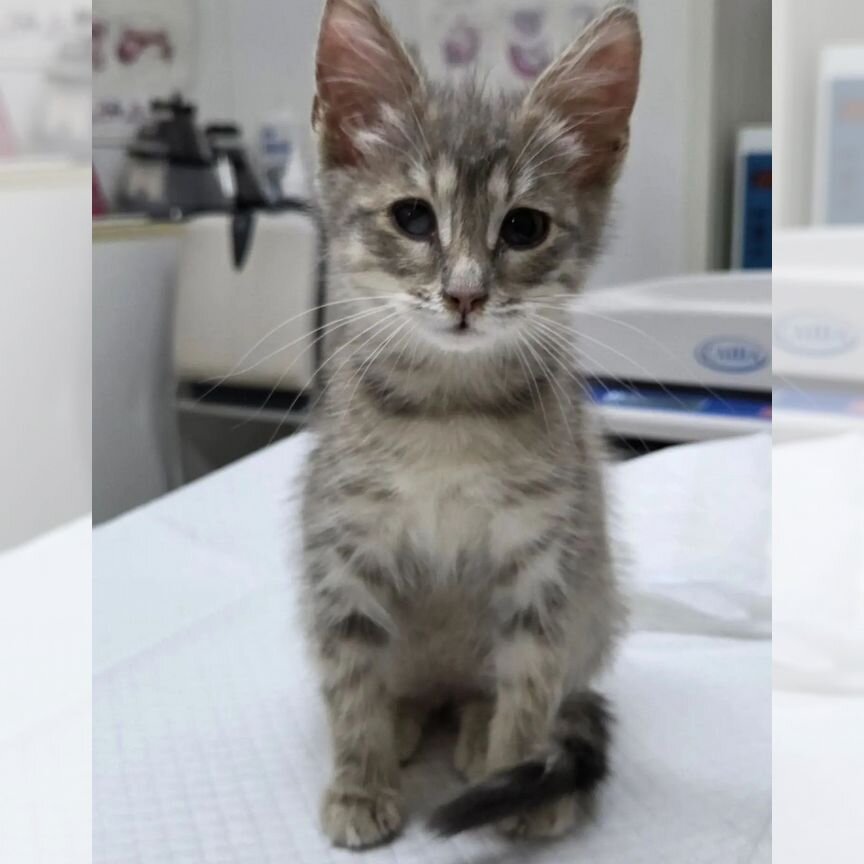 Котёнок в добрые руки