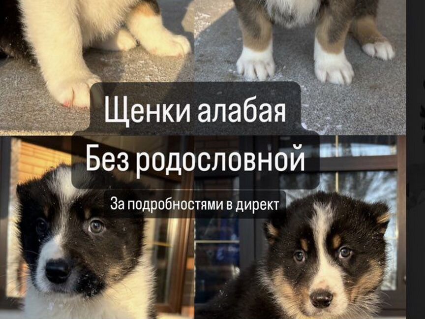 Алабаичики