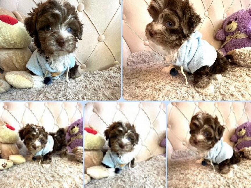 Брулик maltipy