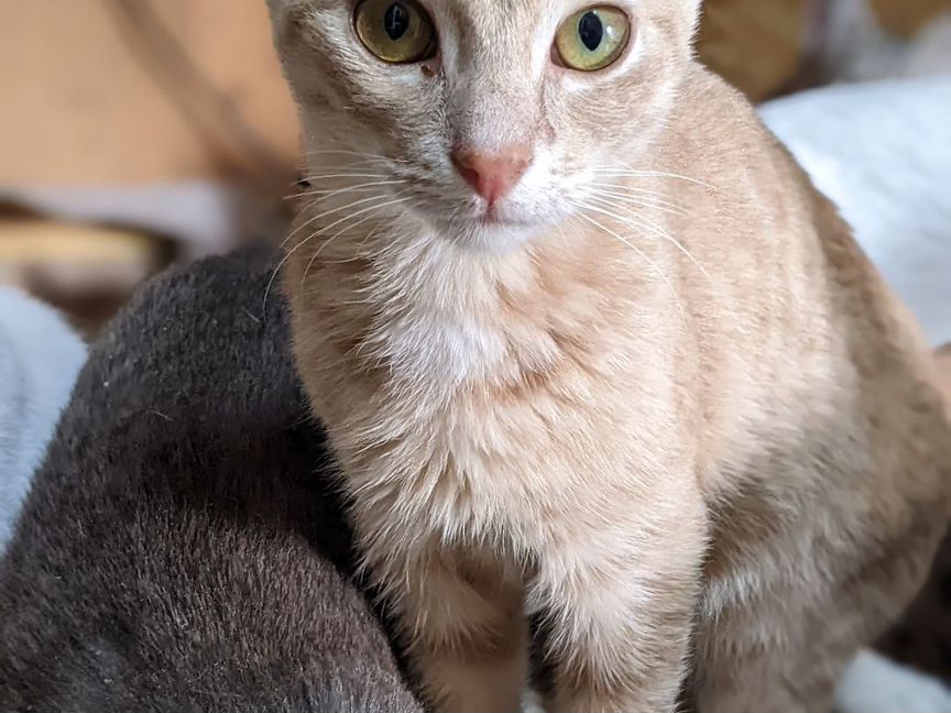 Кот ищет дом