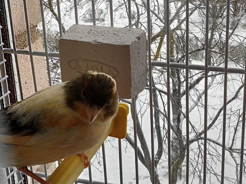 Канарейка с клеткой