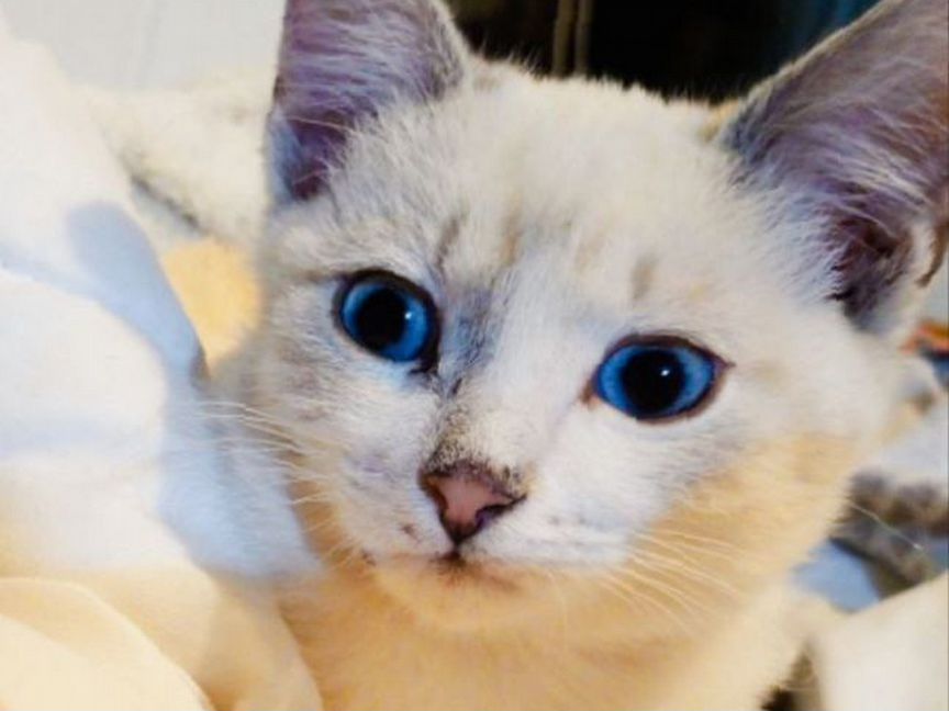 Голубоглазый котик