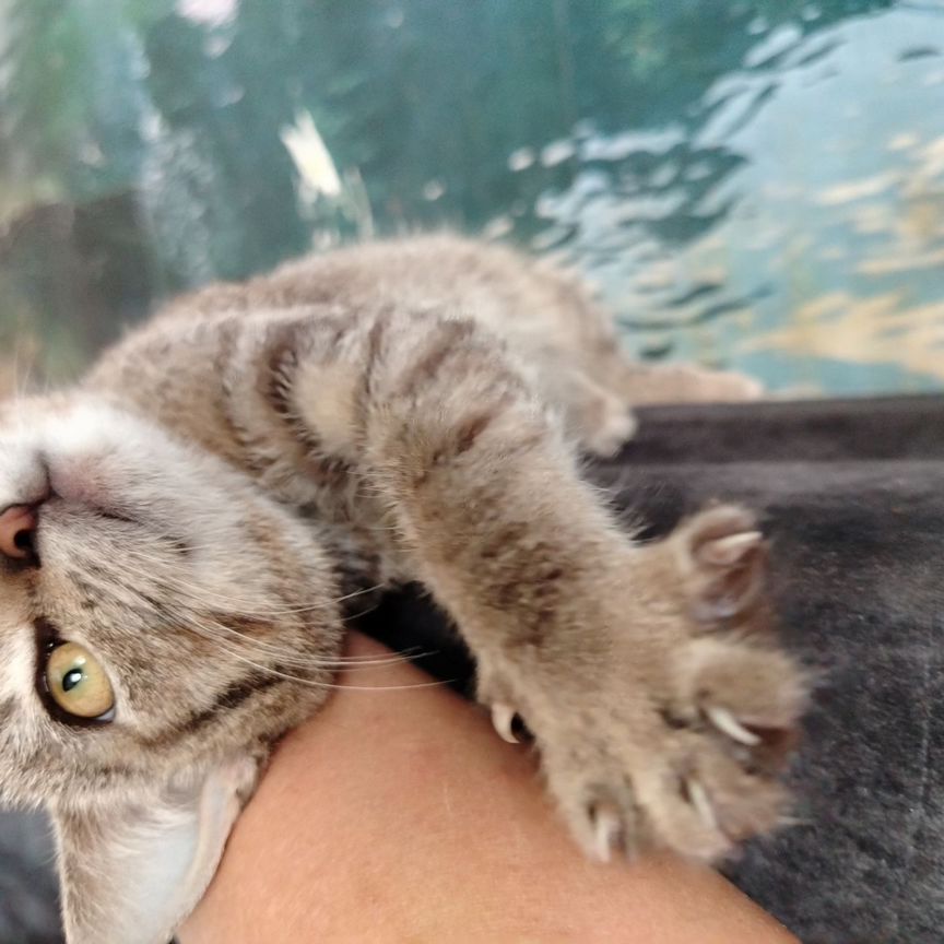 Котята в добрые руки бесплатно