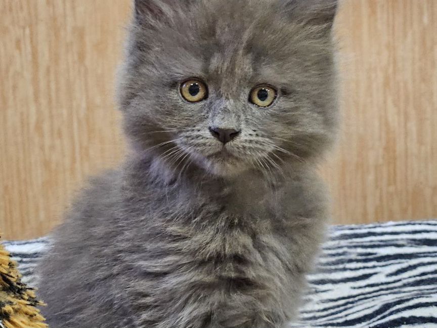 Котёнок. Турецкий ангор