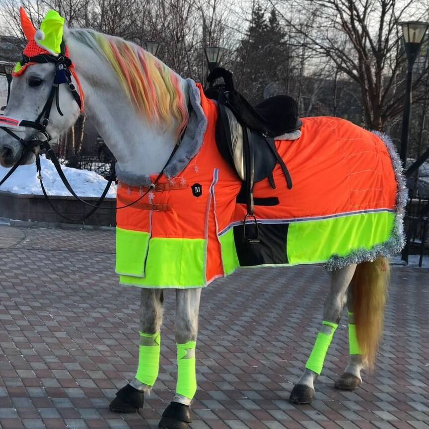 Попона зимняя