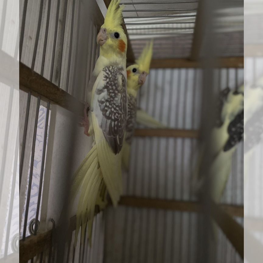 Попугай корелла