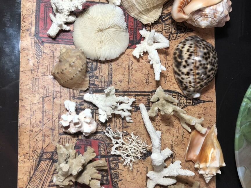 Набор морских раковин и кораллов