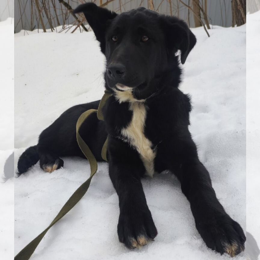 Щенок в добрые руки