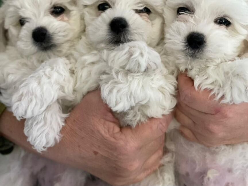 Щенки бишон фризе