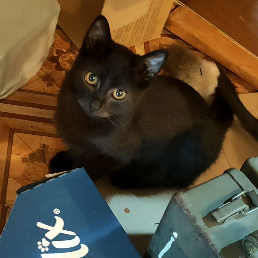 Котёнок в добрые руки