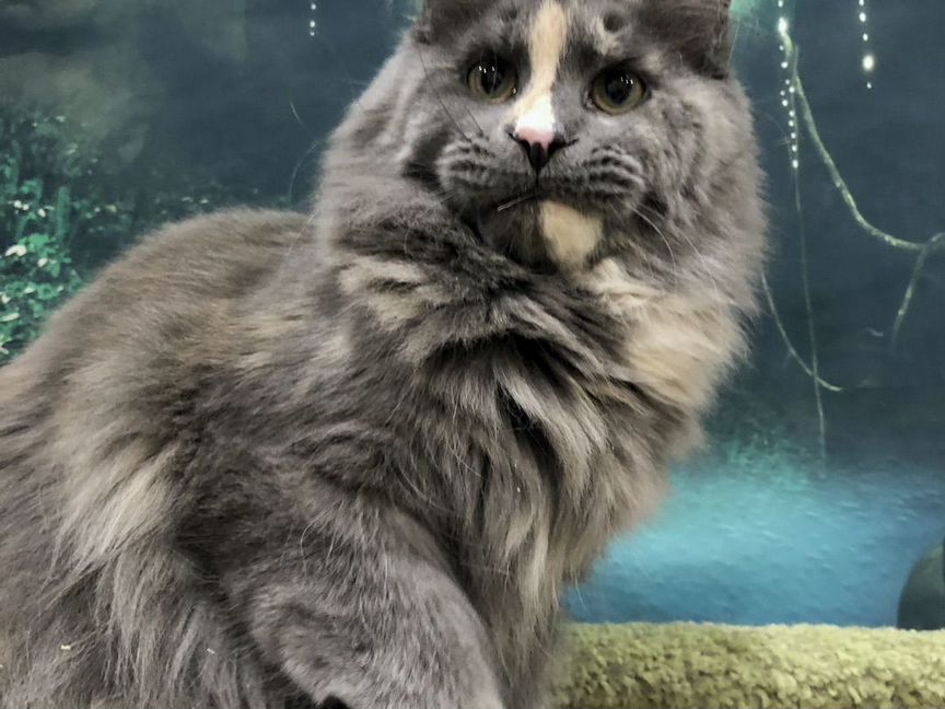 Мейн-куненок Астра