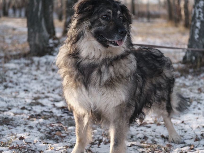 Собака из приюта хочет домой