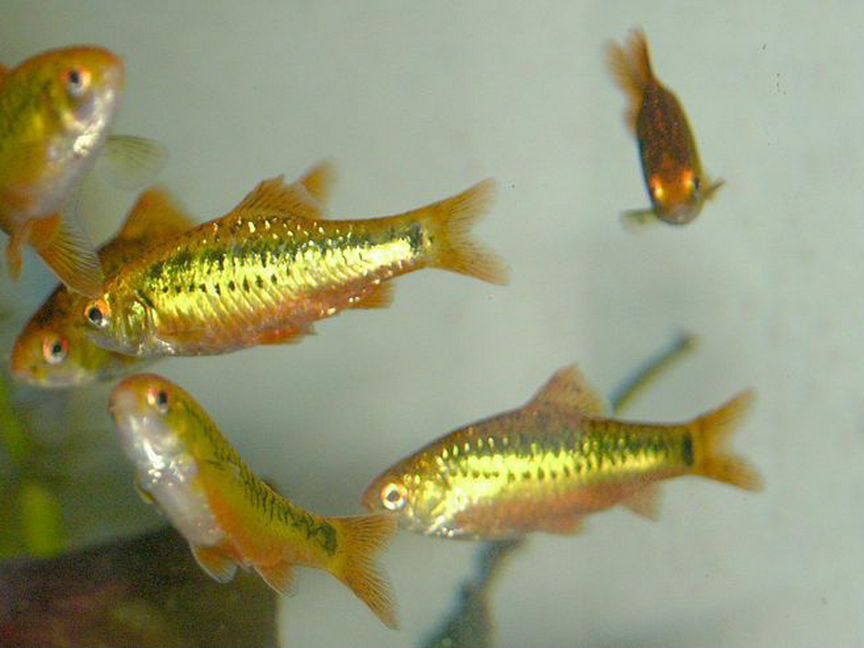 Барбус Шуберта