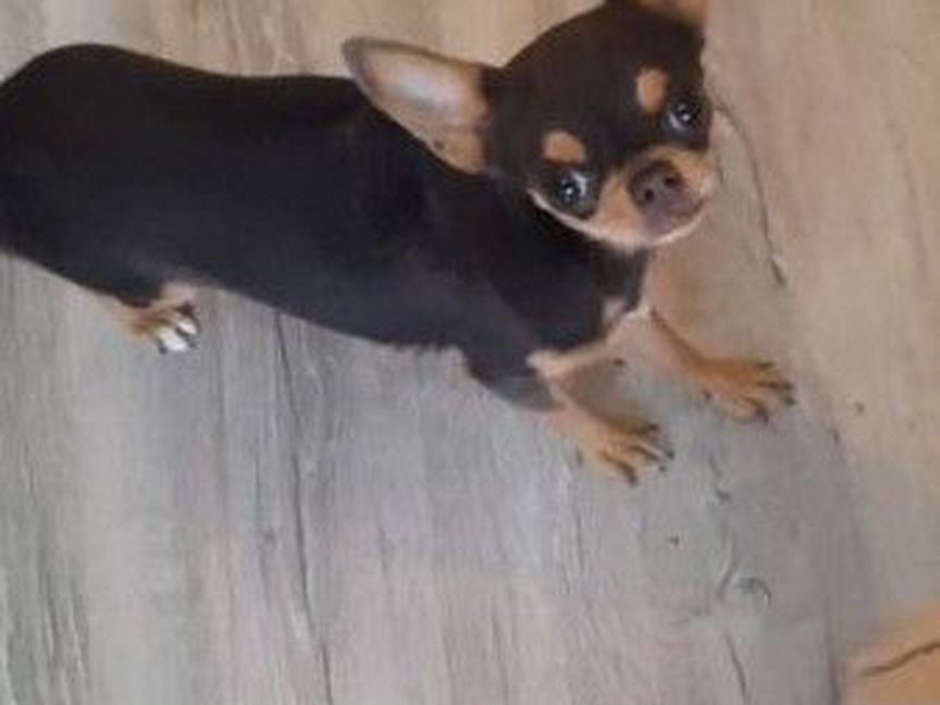 Чихуахуа мини девочка