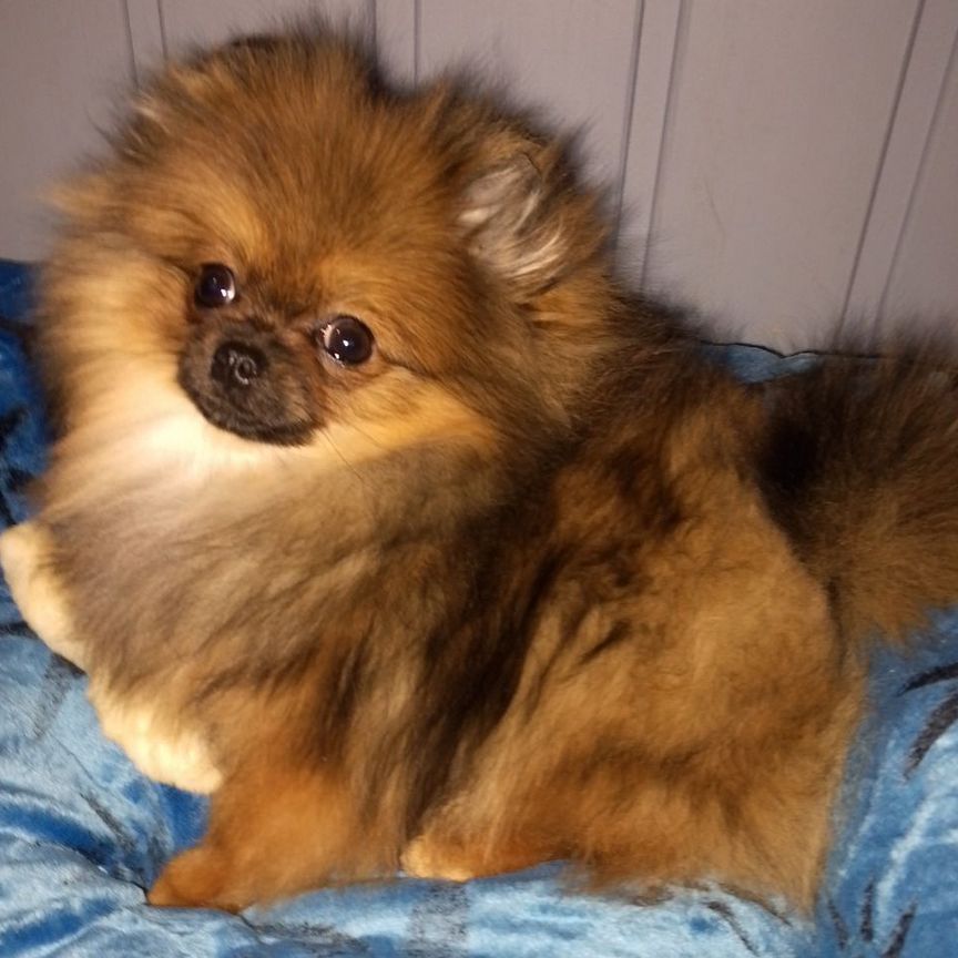 Померанский шпиц, щенок