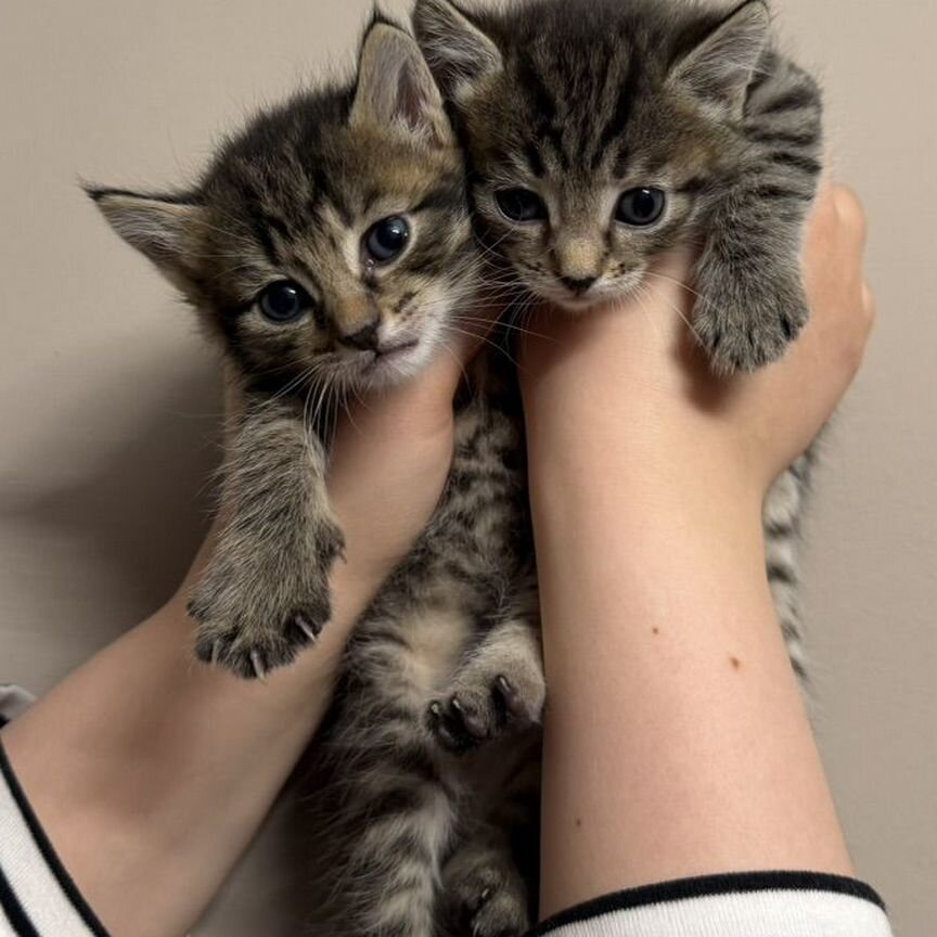 Сибирский котёнок