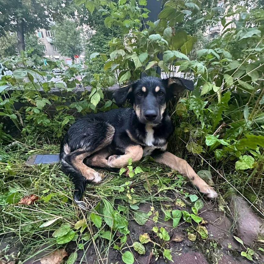 Щенок в добрые руки бесплатно