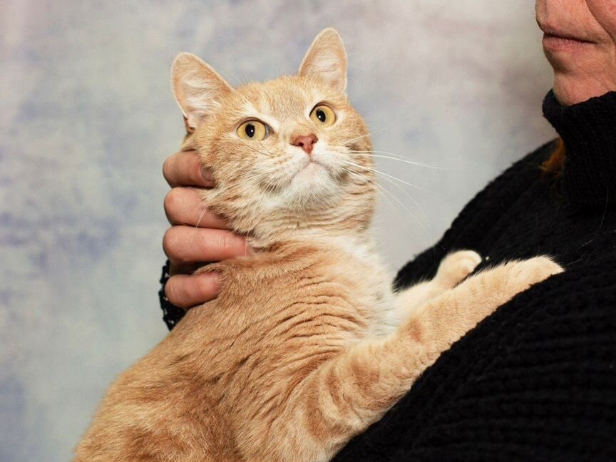 Рыжий кот ищет дом