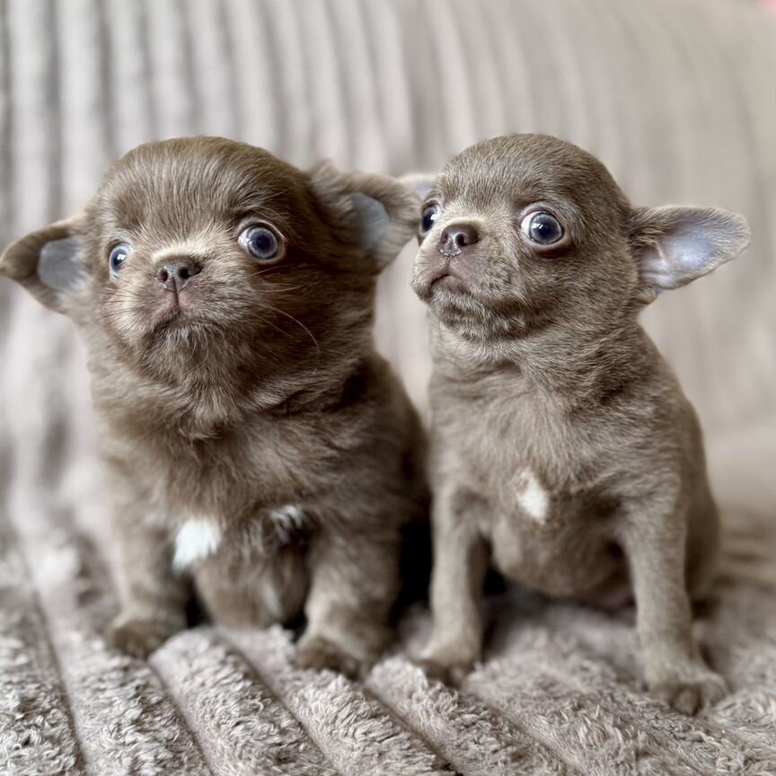 Чихуахуа, щенок