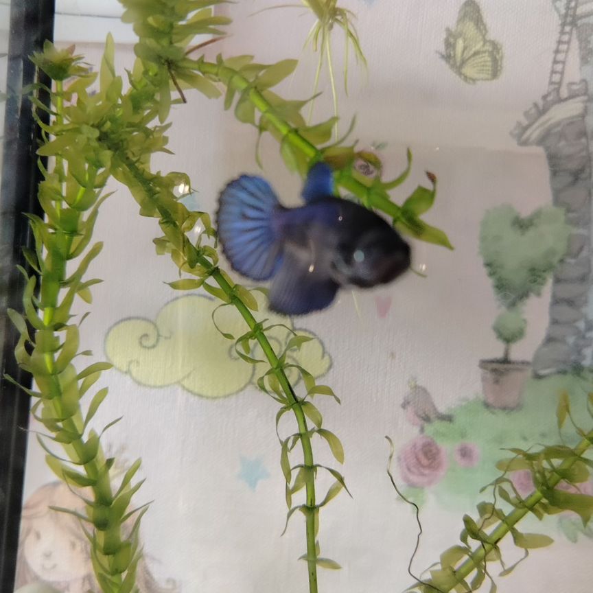 Рыбка петушок молодой