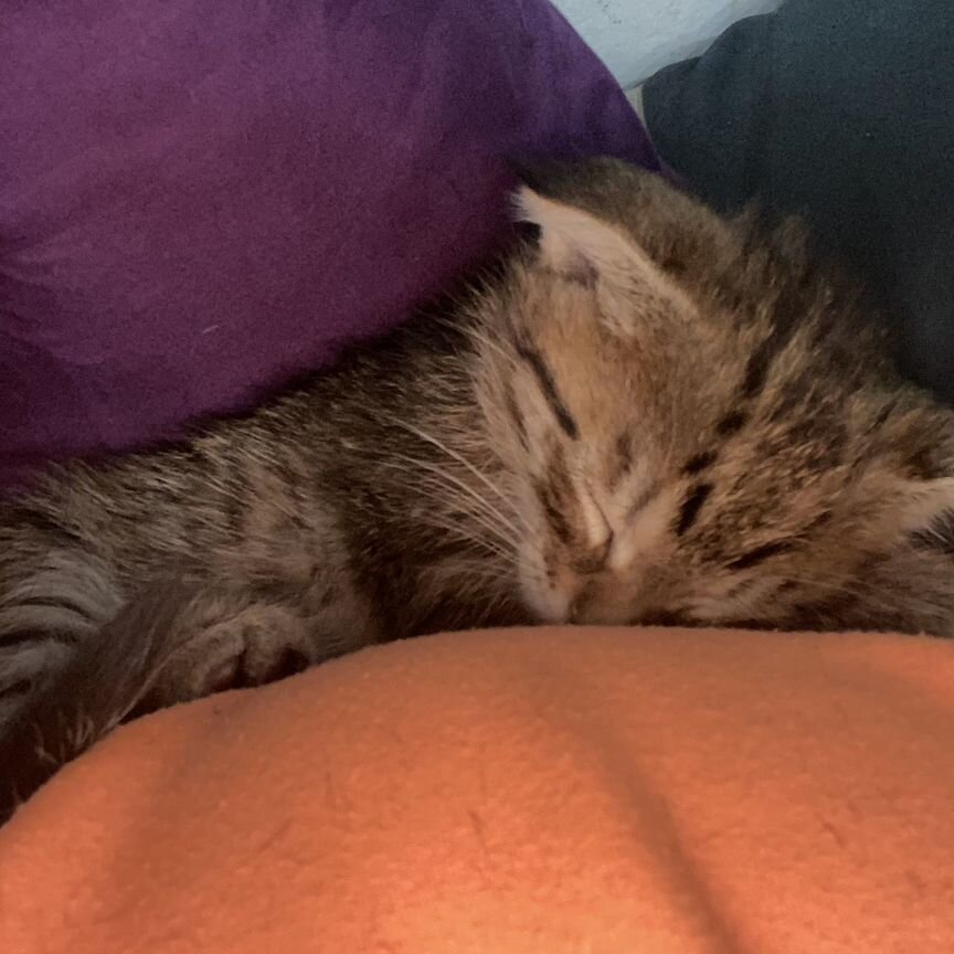 Шотландский вислоухий короткошёрстный котёнок