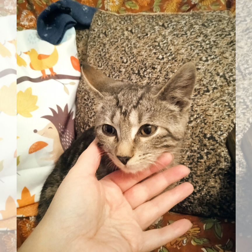 Котёнок в добрые руки