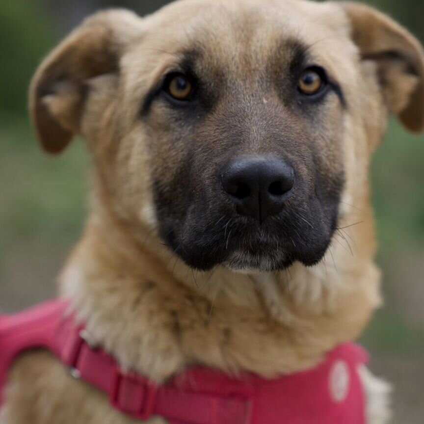 Маленький щенок в добрые руки