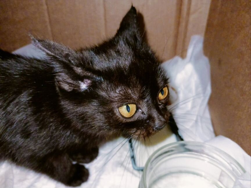 Черный котенок в опасности в подьезде