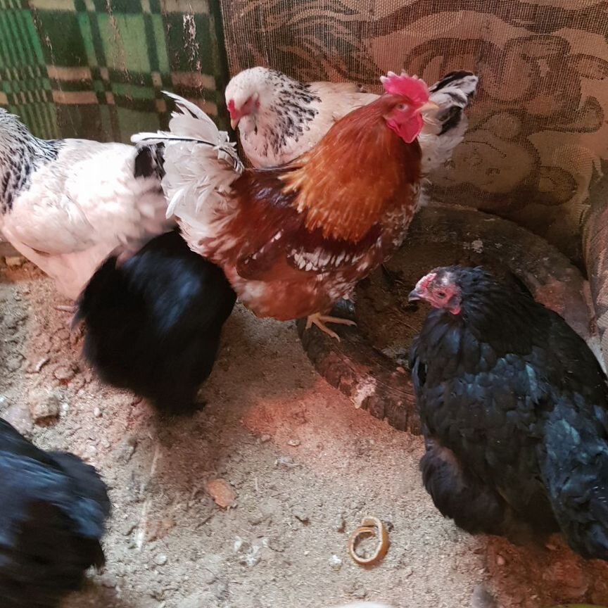 Молодые петухи