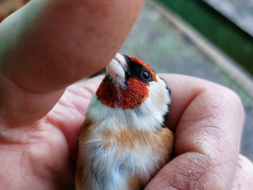 Белобородый щегол