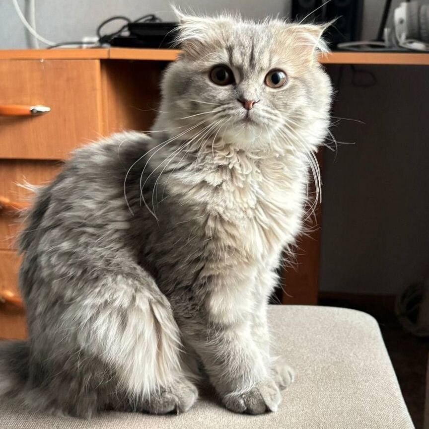 Шотландский котенок мальчик