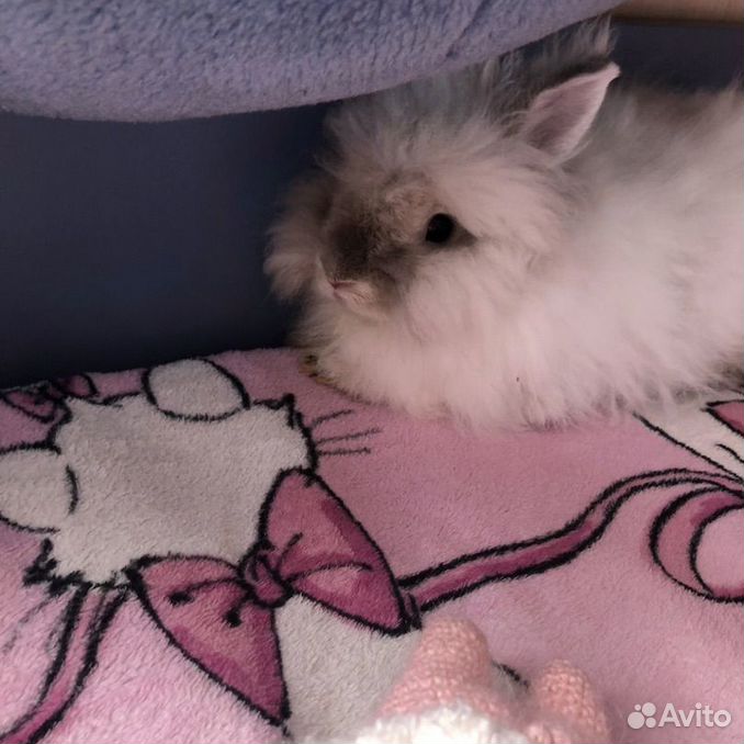 Декоротивный кролик