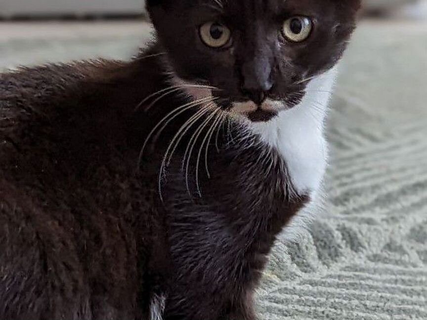 Котенок в добрые руки