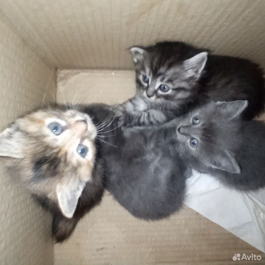Кошки в добрые руки бесплатно